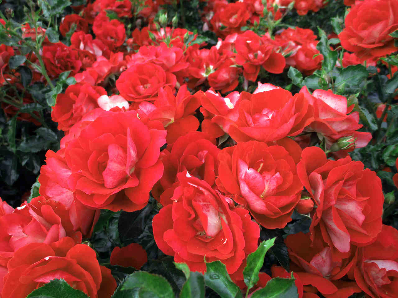 Róże z certyfikatem ADR 2020 - Ogrodinfo.pl